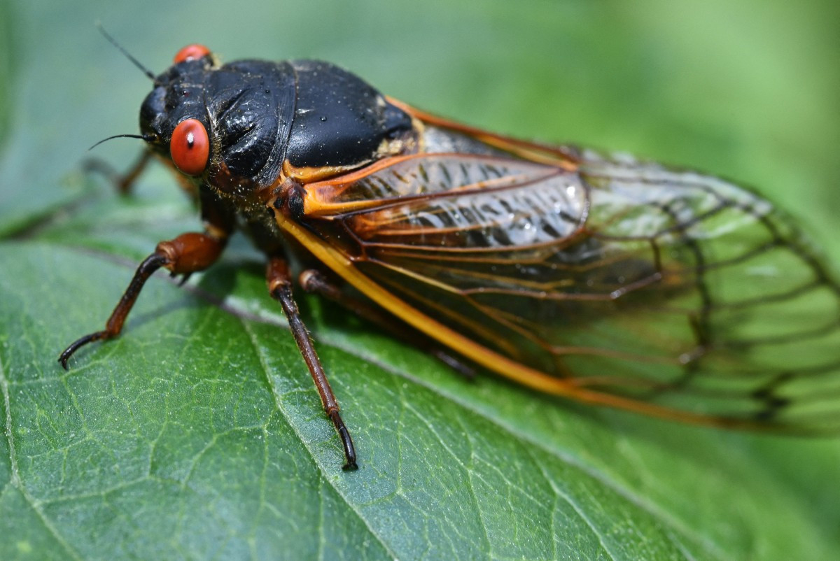 Jusoor Post » Seventeen years later, Brood XIV cicadas emerge in US