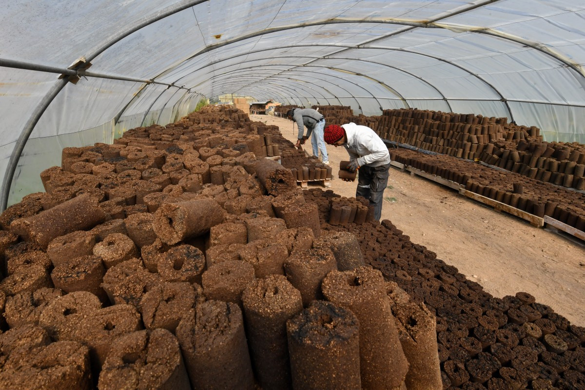Jusoor Post » Tunisian startup turns olive waste into clean energy